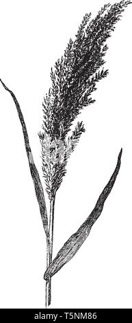 Arundo Donax is common known as giant reed. It is grows twenty feet ...