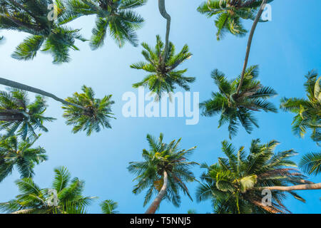 Palm trees over sky background Stock Photo - Alamy