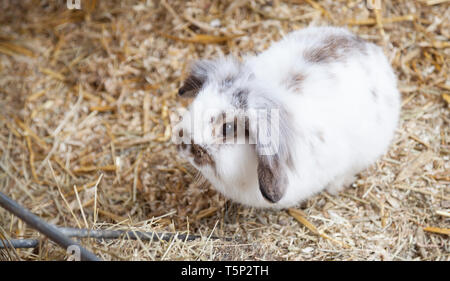 Cute little rabbit with long floppy ears standing on the ground ...