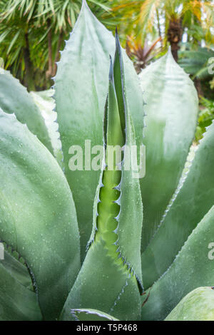 Cactus closeup in tropical garden Nong Nooch. Pattaya, Thailand Stock ...