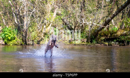 Young brindled whippet has fun playing in a river in the English ...