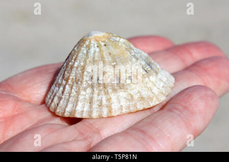 Seashells, Common Limpet (Patella vulgata), Common Periwinkle ...