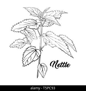 Nettle plant graphic black white isolated sketch illustration vector ...