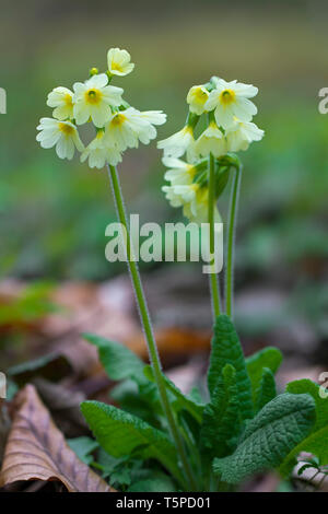 Spring wildflowers: Primula elatior Stock Photo - Alamy
