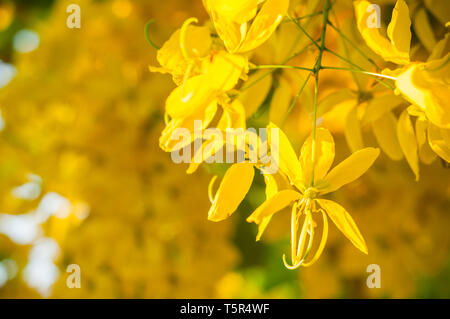 Cassia fistula flower ( Vishu Kani Konna flowers ) blossom on golden ...