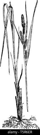 Picture of Sedge morphology grass. Picture shows its tubercle, achene ...
