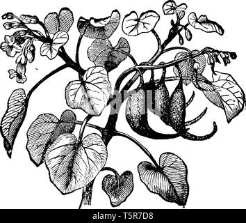 Family Tigers Vector Illustration Stock Vector Image & Art - Alamy