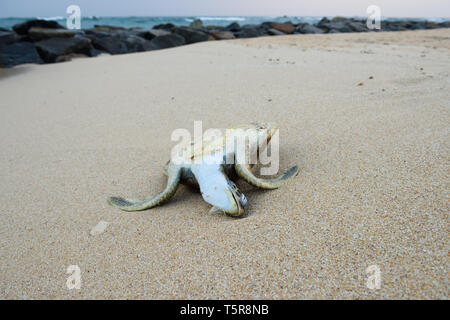 Dead green turtle on the beach Stock Photo - Alamy