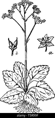 Picture shows the early stage of saxifrage plant. On the top, plant ...