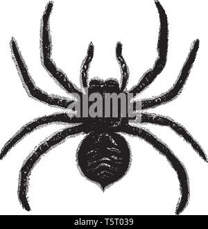 Line art drawing illustration of tarantula design Stock Vector Image ...