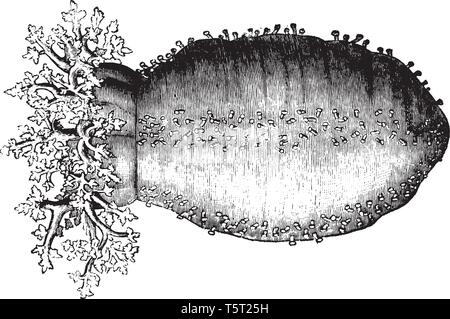 Sea cucumbers are echinoderms from the class Holothuroidea, vintage ...