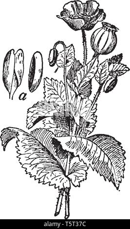 beautiful flowers garden cultivated Stock Vector Image & Art - Alamy