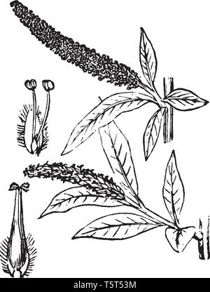 A picture showing a Willow tree which is a class of shrubs or trees of ...
