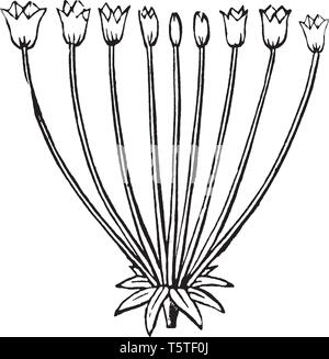 A picture or diagram showing the umbel arrangement of flowers which ...