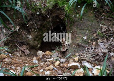 Animal burrow in English woodland Stock Photo - Alamy