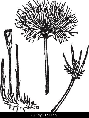 Papyrus Plant or Cyperus papyrus, vintage engraved illustration ...