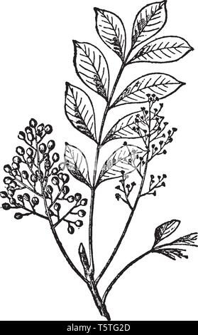 Drawing of a Dense Shrub Stock Vector Image & Art - Alamy