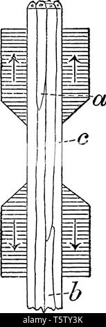 This illustration represents Fibers, vintage line drawing or engraving ...