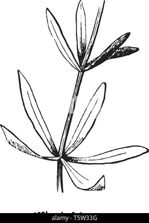 Whorl or Verticil is an arrangement of sepals, petals, leaves, stipules ...