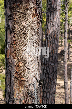 Himalayan pine Pinus roxburghii has long needles and looks fluffy, in ...
