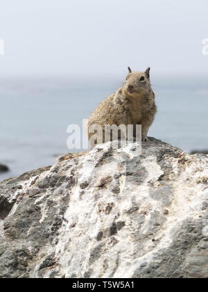 Wild ground squirrel (Otospermophilus beecheyi) seen in San Jacinto ...