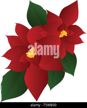 Traditional Christmas poinsettia flower with green leaves and red ...