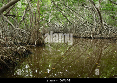 Mangroves at El Corchito Ecological Reserve, Progreso, Yucatan, Mexico ...