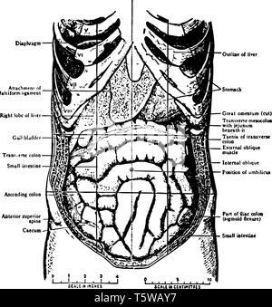 vector illustration of a anatomy human open mouth. medical diagram ...