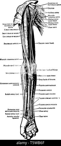 This illustration represents Muscles of the Forearm, vintage line ...