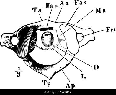 This illustration represents A Cervical Vertebra, vintage line drawing ...