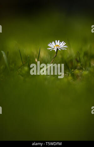Common daisies growing among grass and other wildflowers Stock Photo ...