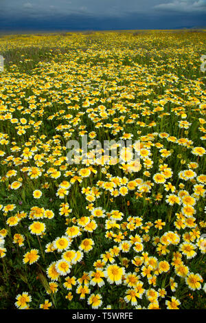 Tidytips, Carrizo Plain National Monument, California Stock Photo - Alamy