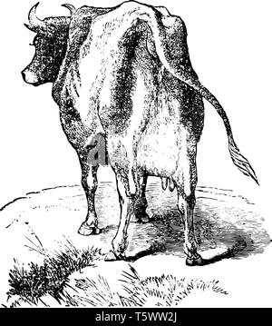 Cow illustration, drawing, engraving, line art, realistic Stock Vector ...