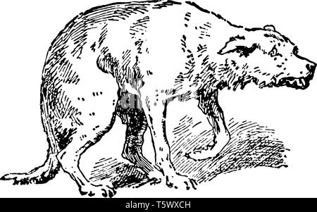 Wounded Wolf Drawing