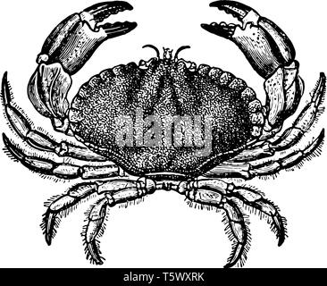 Dungeness Crab Vector Illustration Stock Vector Image & Art - Alamy
