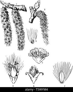 Vintage aspen tree branch vector Stock Vector Image & Art - Alamy