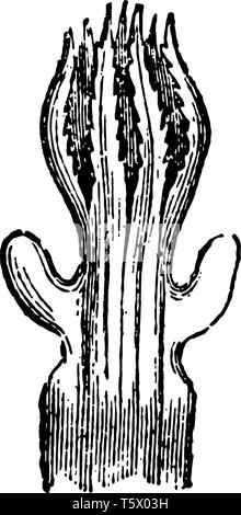 Tubipora Musica is a calcareous coral vintage line drawing or engraving ...