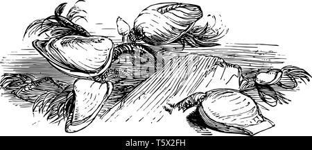 Barnacle Vector Illustration Stock Vector Image & Art - Alamy