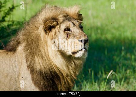 Sekekama of the marsh pride Stock Photo - Alamy
