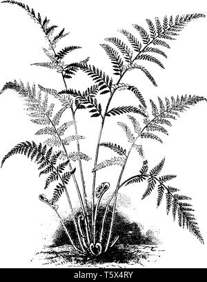 pine tree plant Stock Vector Image & Art - Alamy