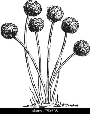 A picture showing Aspergillus Glaucus which is the Mold of cheese, but ...