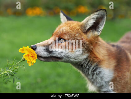 Closeup of a red fox smelling the flower marigold Stock Photo - Alamy