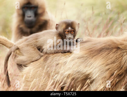 A mother Gelada Baboon with a baby on her back at Debre Libanos ...