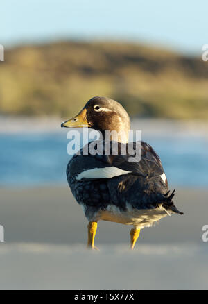 Falkland Steamer Duck is a steamer duck native to the Falkland Islands ...