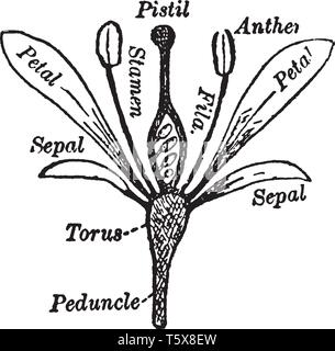 The Picture show the essential parts of the flower plant. Part tr show ...