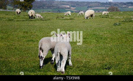 Lambs frolicking in the field Stock Photo - Alamy