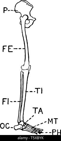 This illustration shows the side view of a human leg and foot standing ...