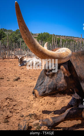 Texas longhorn cattle in corral on ranch Texas USA Stock Photo - Alamy