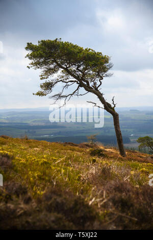 Wind blown tree, Barclye Moor, Wood of Cree RSPB Reserve, near Newton ...