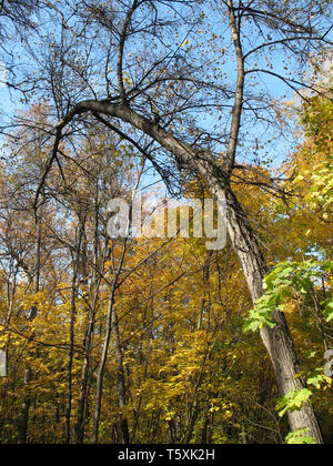 Spruce with curved trunk in autumn park. Curved tree trunk Stock Photo ...